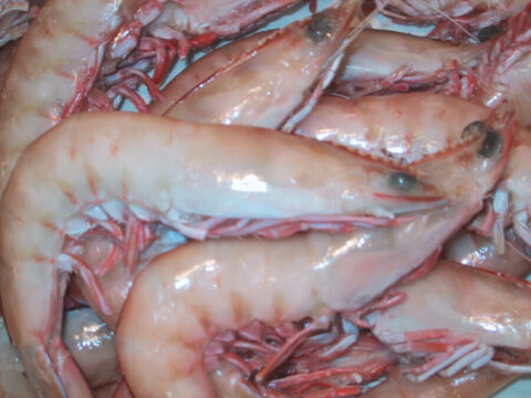 Australian Ocean King Prawn Co | Great Australian Seafood